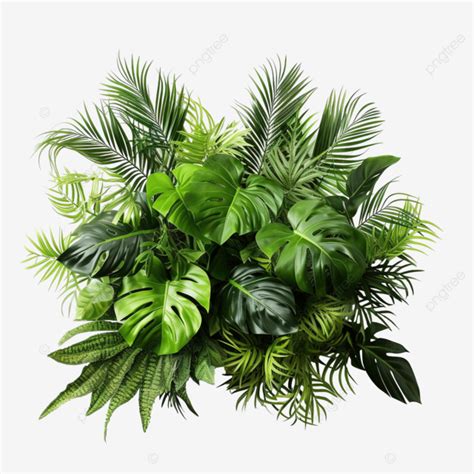 열대 관엽 식물 부시 열렬한 잎 부시 Png 일러스트 및 이미지 에 대한 무료 다운로드 Pngtree