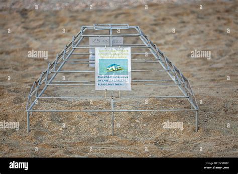 Sea Turtle Egg Laying Site Protected Green Turtle Nesting Area On The