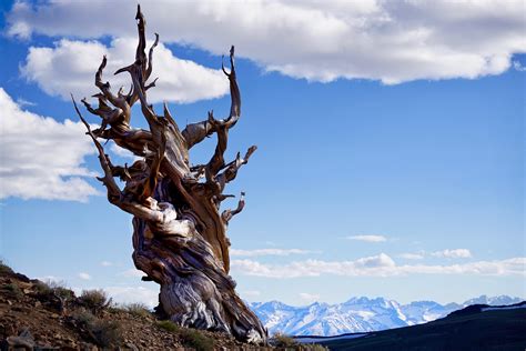Bristlecone Pine Tree Forest