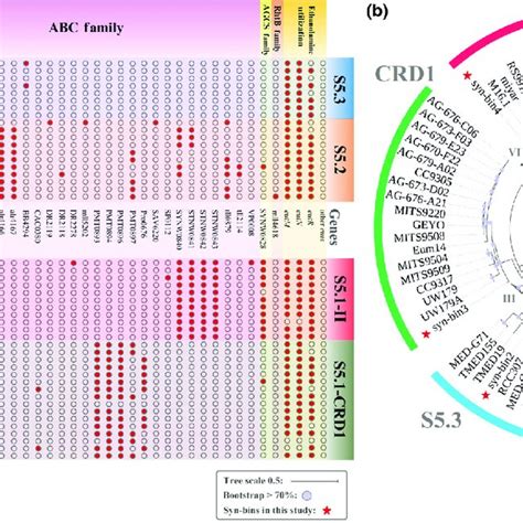 A Maximum Likelihood Tree Based On A Multiple Sequence Alignment Of