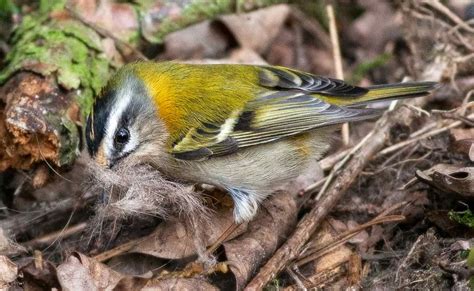 Cock Of The Rock Firecrest Nest Building