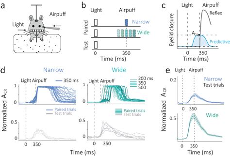 Task And Behavior A B Mice Are Trained On A Modified Trace Eyeblink Download Scientific
