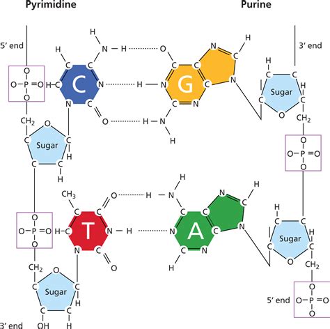 Deoxyribose Molecule