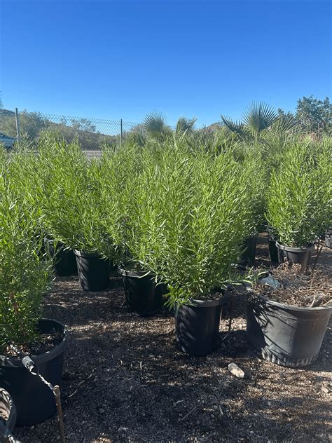 Buy Plants Online Phoenix Az Desert Ready Delivery Three Timbers