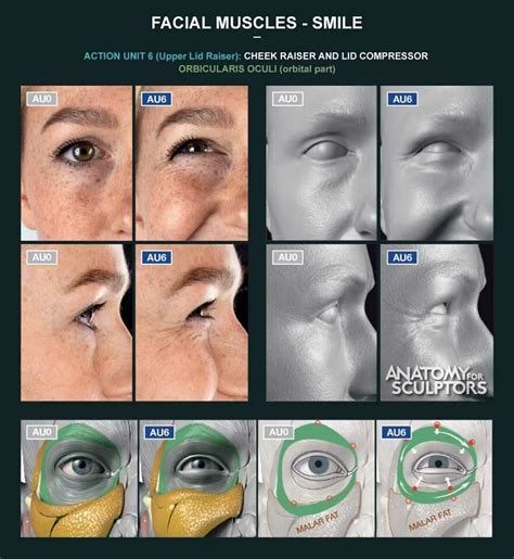 Facial Muscles Smile Anatomy For Sculptors Facial Anatomy