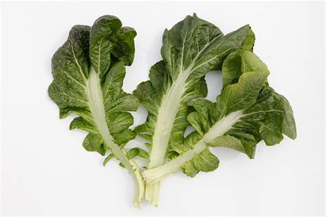 タカナ類の育て方・栽培方法｜植物図鑑｜みんなの趣味の園芸（nhk出版）