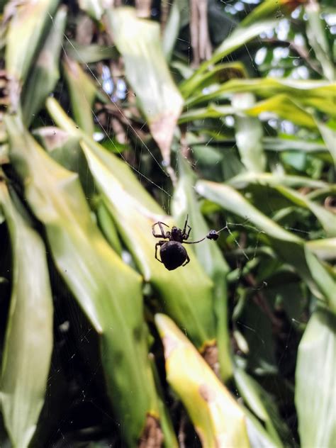 Daniel Bertoli 사진