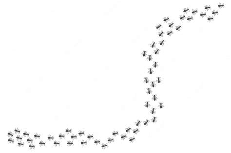 Premium Vector Ant Trail Marching Or Marching Ant Trail
