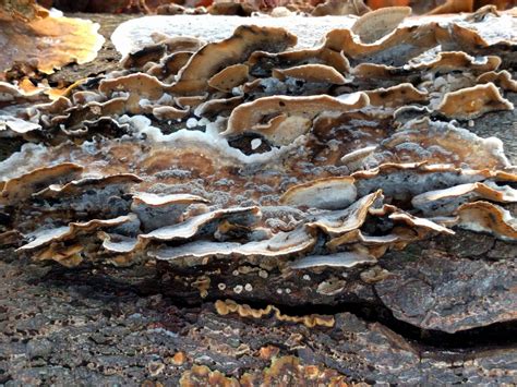 Bjerkandera Adusta The Ultimate Mushroom Guide