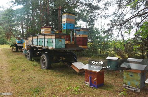 많은 벌집은 양봉이나 양봉의 일환으로 여름에 효율적인 린든 꿀 수확을 위해 꿀과 꽃가루를 수집하기 위해 숲의 새로운 위치로 트랙터 트레일러에 의해 수송되었다 꿀벌에 대한