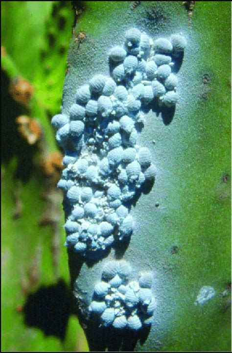 Cochineal Dactylopius Coccus Mexico Photo A Roquero Download