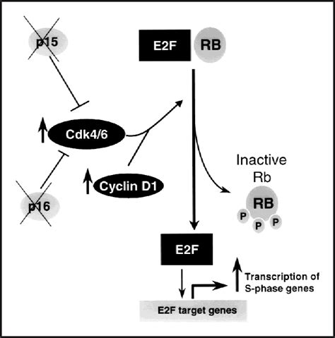 Figure 1 From Preclinical And Clinical Development Of Cyclin Dependent