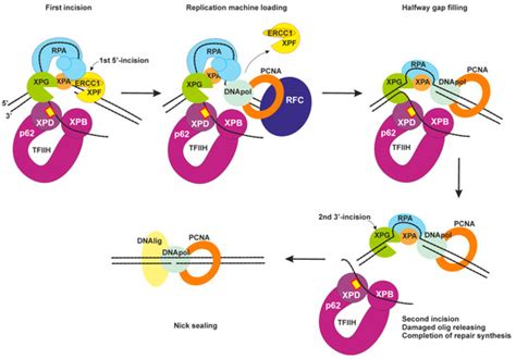 Nucleotide Excision Repair Encyclopedia Mdpi