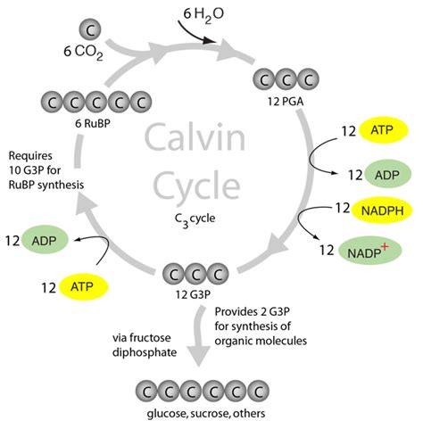 The Calvin Cycle Organic Molecules Plant Tissue Biology Notes Photosynthesis Anatomy