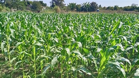 ကန့်ဘလူမြို့နယ်၌ ၂၀၂၄ ၂၀၂၅ ဆောင်းသီးနှံစိုက်ပျိုးရာသီတွင် အစေ့ထုတ်ပြောင်းနှင့် ဖူးစားပြောင်း