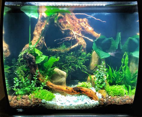 162 Best Fluval Flex Images On Pholder Aquariums Planted Tank And