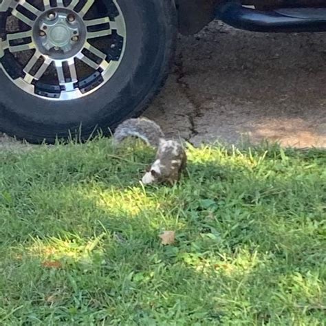 9 8 2021 Pinto Bean R Uiuc