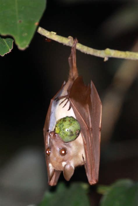 Genus Epomophorus Epauletted Fruit Bat — Coke Smith Wildlife