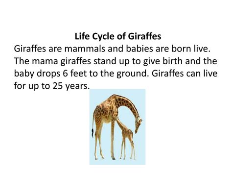 Ppt Giraffes Powerpoint Presentation Free Download Id 2372455