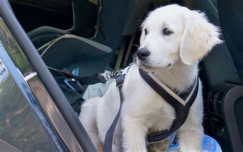 Мохнатый хаос как перевозить собаку в автомобиле — Drive2