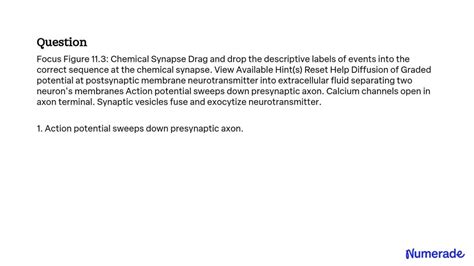 Solved Focus Figure 11 3 Chemical Synapse Drag And Drop The Descriptive Labels Of Events Into