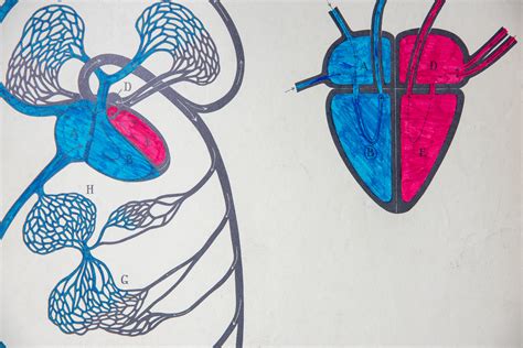 1930s Art Hand Colored Scientific Charts Factory 20