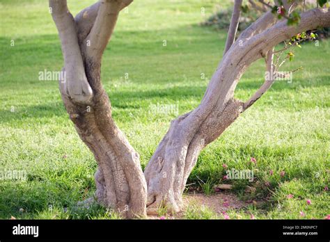 Big Tree Growing In Green Lash Grass Agriculture And Gardening Stock
