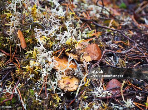 가을에 야생 열매는 과일을 수집 할 준비가되어 있습니다 0명에 대한 스톡 사진 및 기타 이미지 0명 과일 관목 Istock