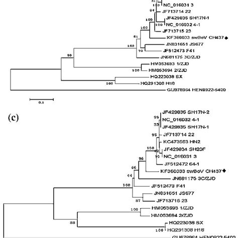 Phylogenetic Trees Of Complete Genome Sequence A Ns1 B Np1 C