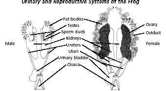 Bufo Alvarius Colorado River Toad Sonoran Desert Toad Breeding