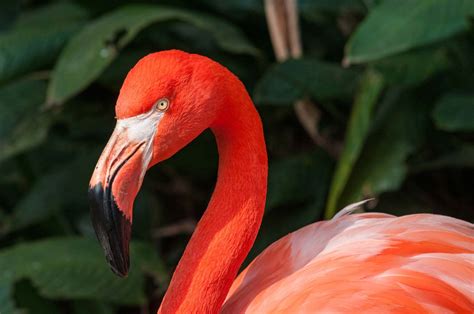 Andean Flamingo Bird Britannica