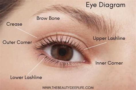 Creating The Perfect Eyeshadow Diagram Simple Steps For Stunning Eye