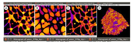 Why Does The Picture Show Color When It Is Added By Bonej Thickness Image Analysis Image Sc