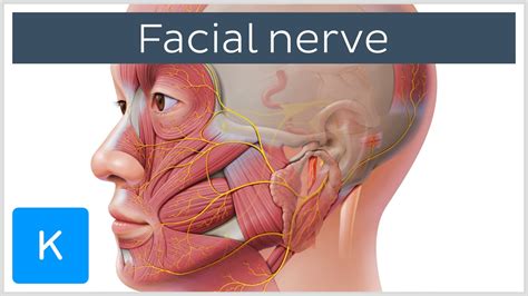 Mandibular Nerve Sensory