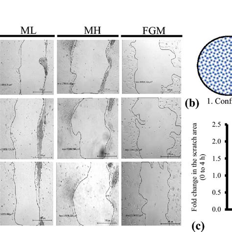 Wound Healing Assay Scratch Assay Using Caprine Adult Dermal