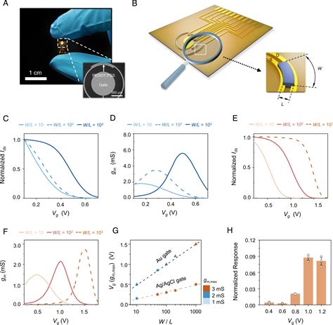 A Flexible And Highly Sensitive Organic Electrochemical Transistor Based Biosensor For