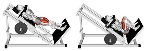 Hack Squat Pour Développer Ses Cuisses Exécution Et Conseils