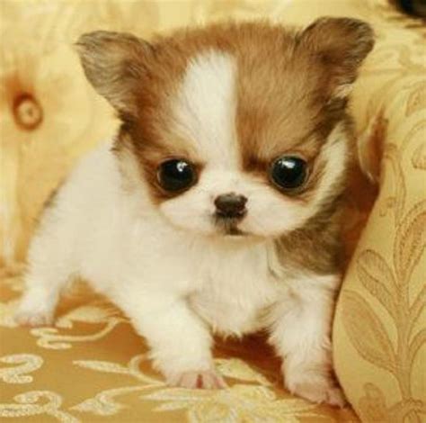 适合家养的小型犬十大适合家养的小型犬 可可情感网