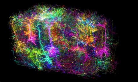 Worlds Most Detailed Brain Map Built From A Grain Of Brain Tissue