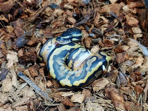 마린렙타일 남들은 99 파이드 난 1 파이드 웃프다😂🤣 🐊 정확한 정보 정직한 가격 수입