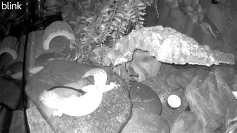 Sploot Caught On Camera R Leopardgeckos
