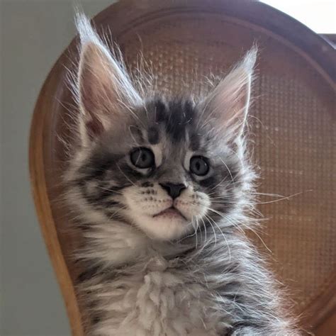 Kittens
