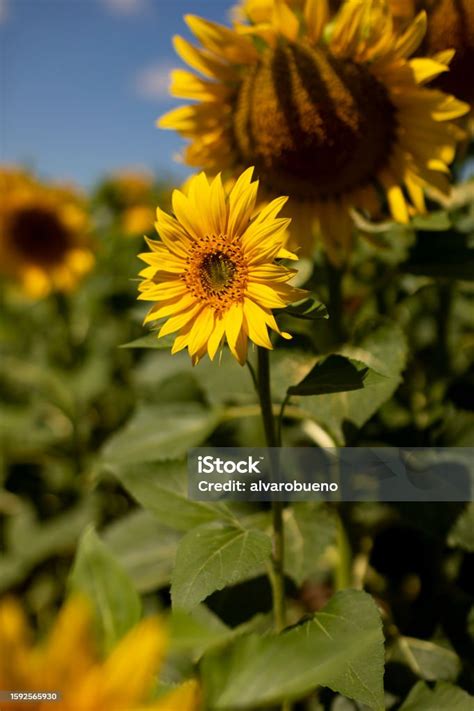 농작물 밭에서 해바라기 햇볕에 자라는 해바라기 여름에는 녹색 줄기와 잎 거대한 노란색 꽃잎이 있습니다 San Esteban De