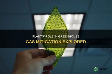 Plants Role In Greenhouse Gas Mitigation Explored ShunCy