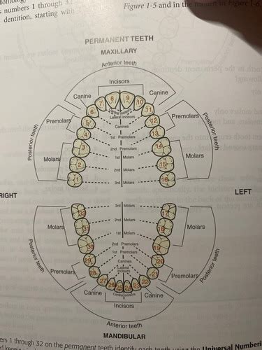 Classification Of Teeth Flashcards Quizlet