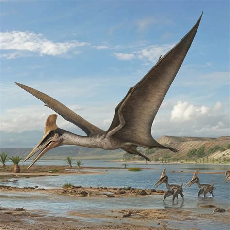 Tropeognathus Traits Size Diet Habitat Dinolifepedia