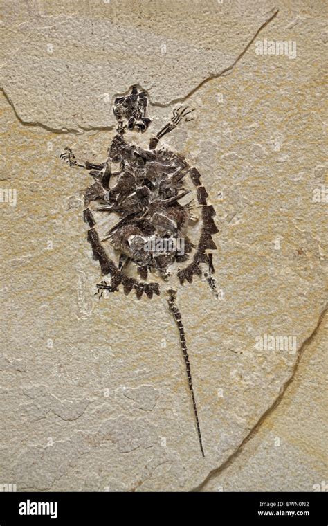 Fossil Snapping Turtle Species Unknown Eocene Epoch Credit Geodecor