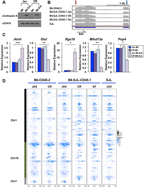Defining Genetic Variation In Widely Used Congenic And Backcrossed Mouse Models Reveals Varied