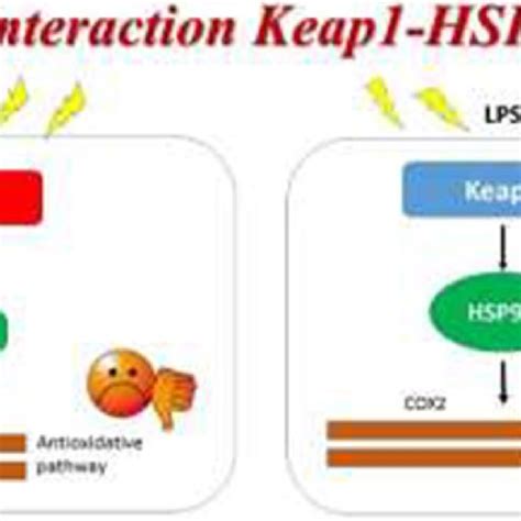 Schematic Representation Of The Interaction Between Keap1 Protein And Download Scientific