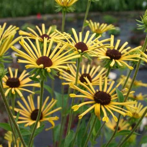 Rudbeckia Henry Eilers Godet 520 Cm Truffaut